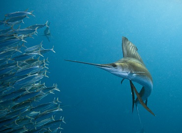 All in One Financial Crime Screening Tool